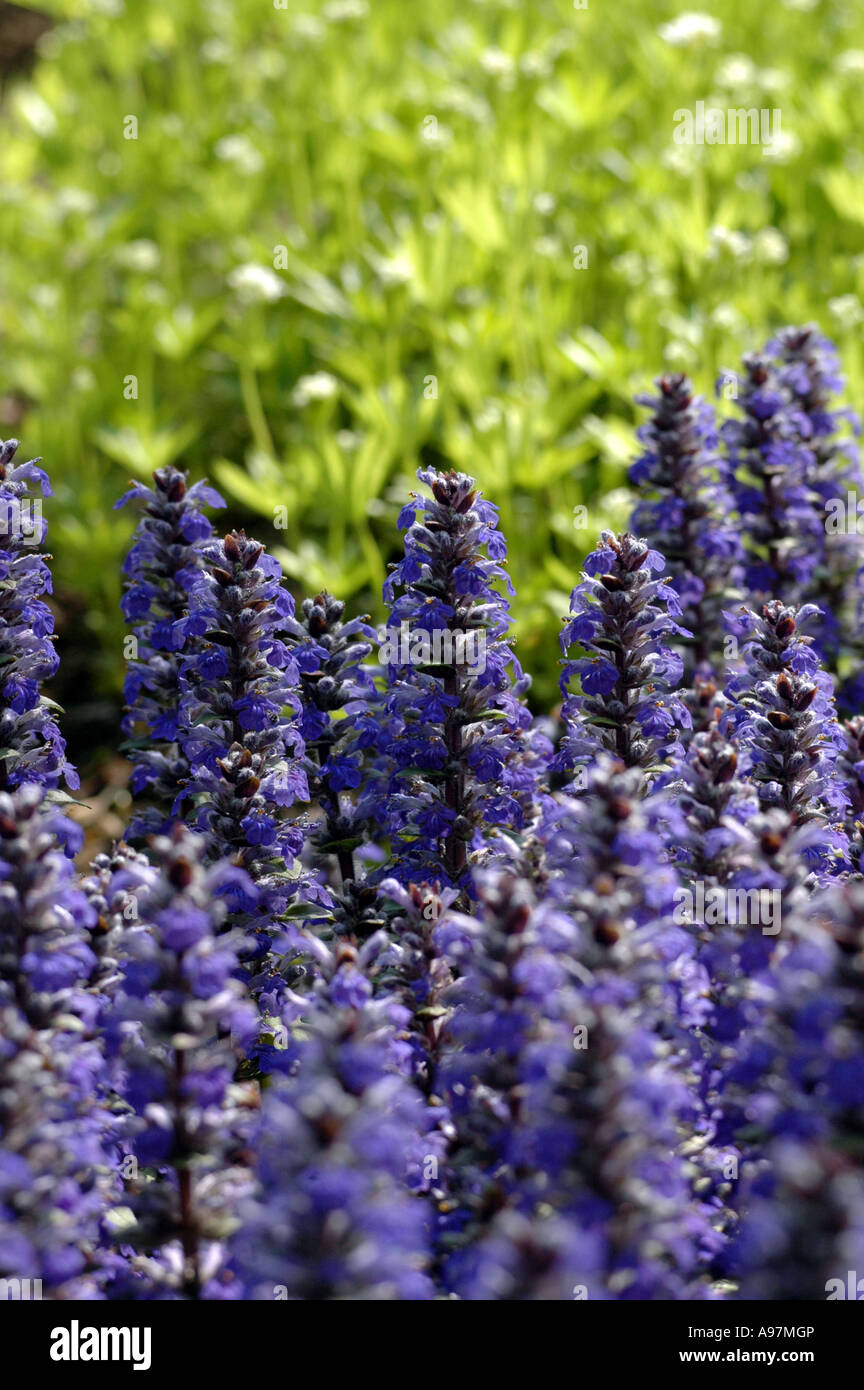 Bugleweed (Ajuga reptans) also called Blue bugle, Bugleherb, Carpetweed ...