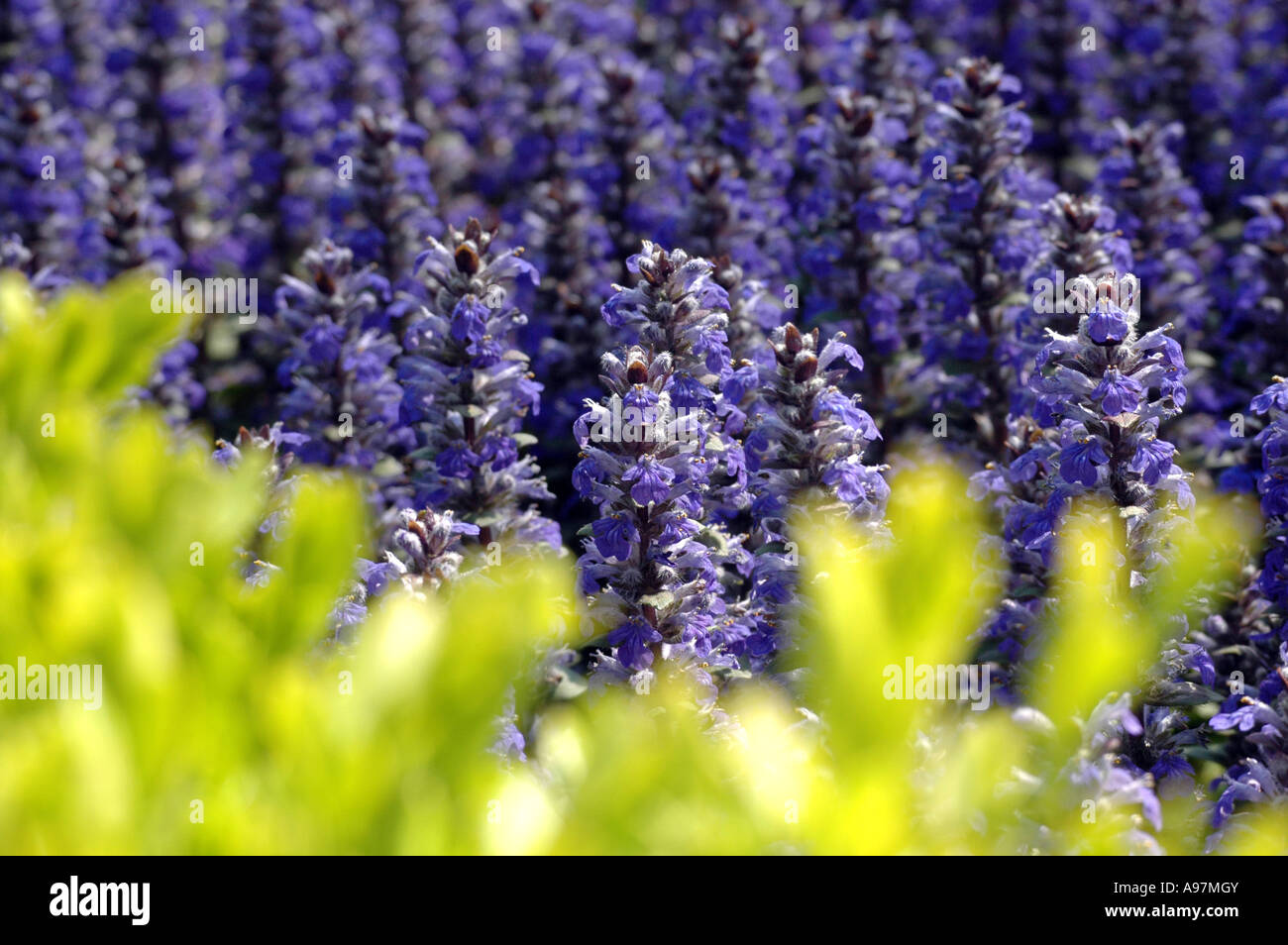 Bugleweed (Ajuga reptans) also called Blue bugle, Bugleherb, Carpetweed ...