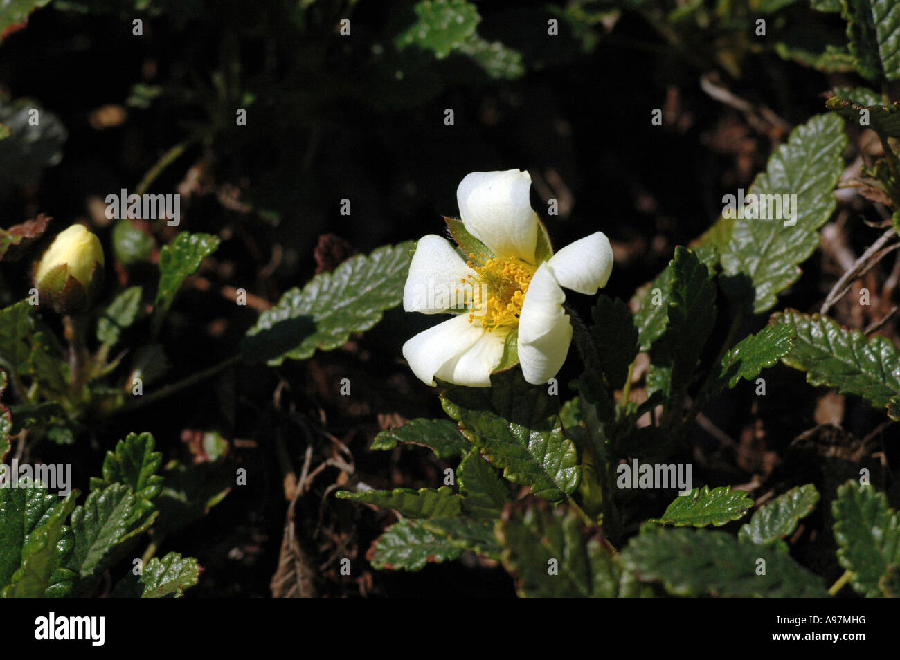 Mountain avens (Dryas octopetala) also called White dryas or White ...