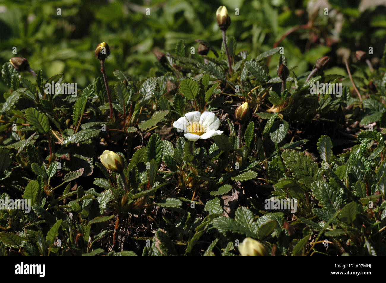 Mountain avens (Dryas octopetala) also called White dryas or White ...
