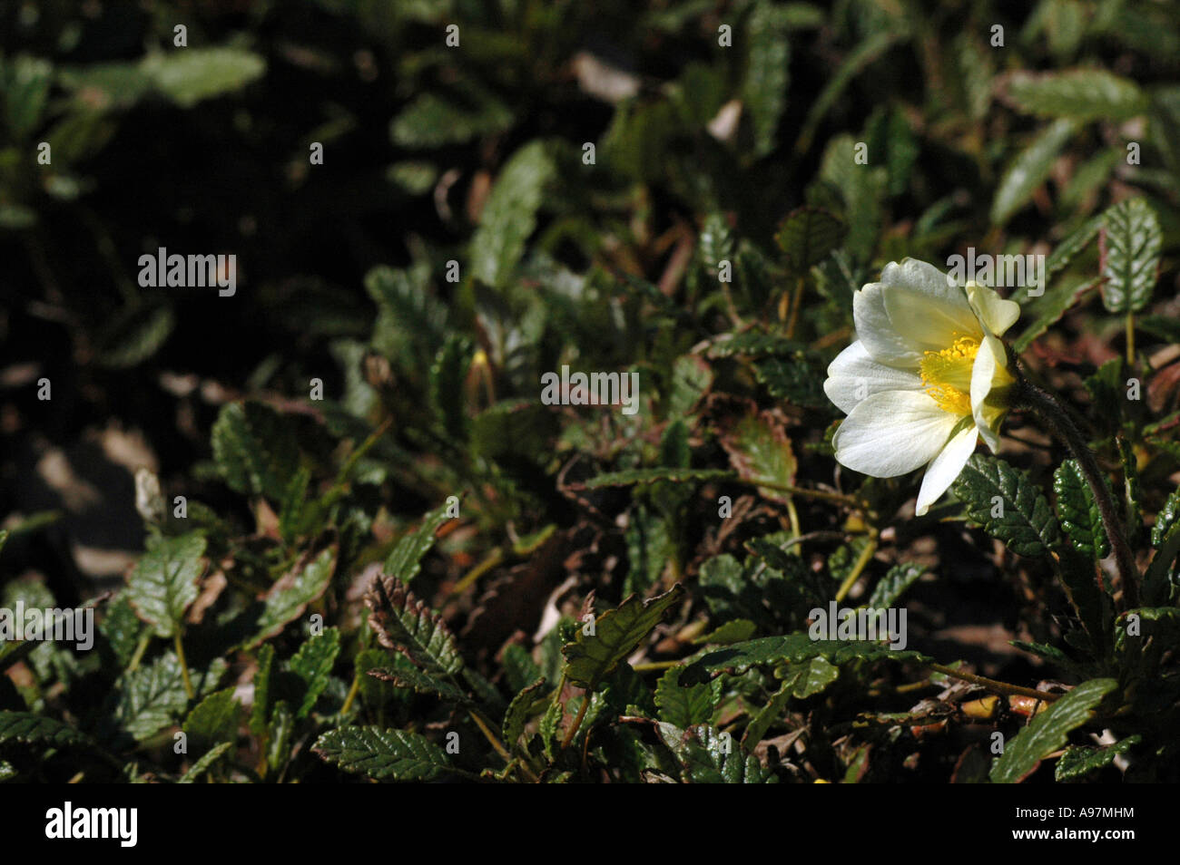 Mountain avens (Dryas octopetala) also called White dryas or White ...