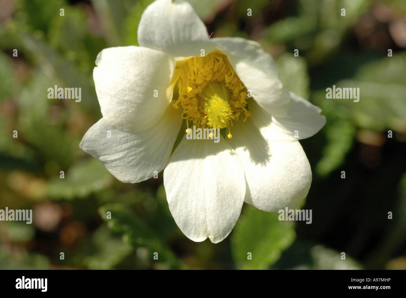 Mountain avens (Dryas octopetala) also called White dryas or White ...