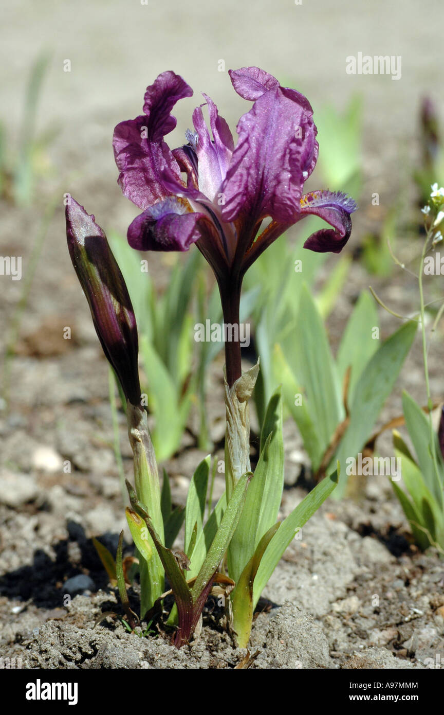 Miniature dwarf bearded iris hi-res stock photography and images - Alamy