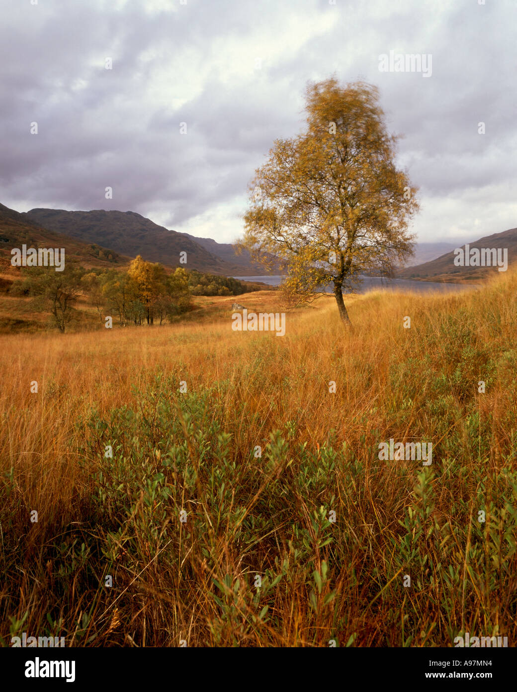 Autumn foliage in the Queen Elizabeth Forest Park near Aberfoyle ...