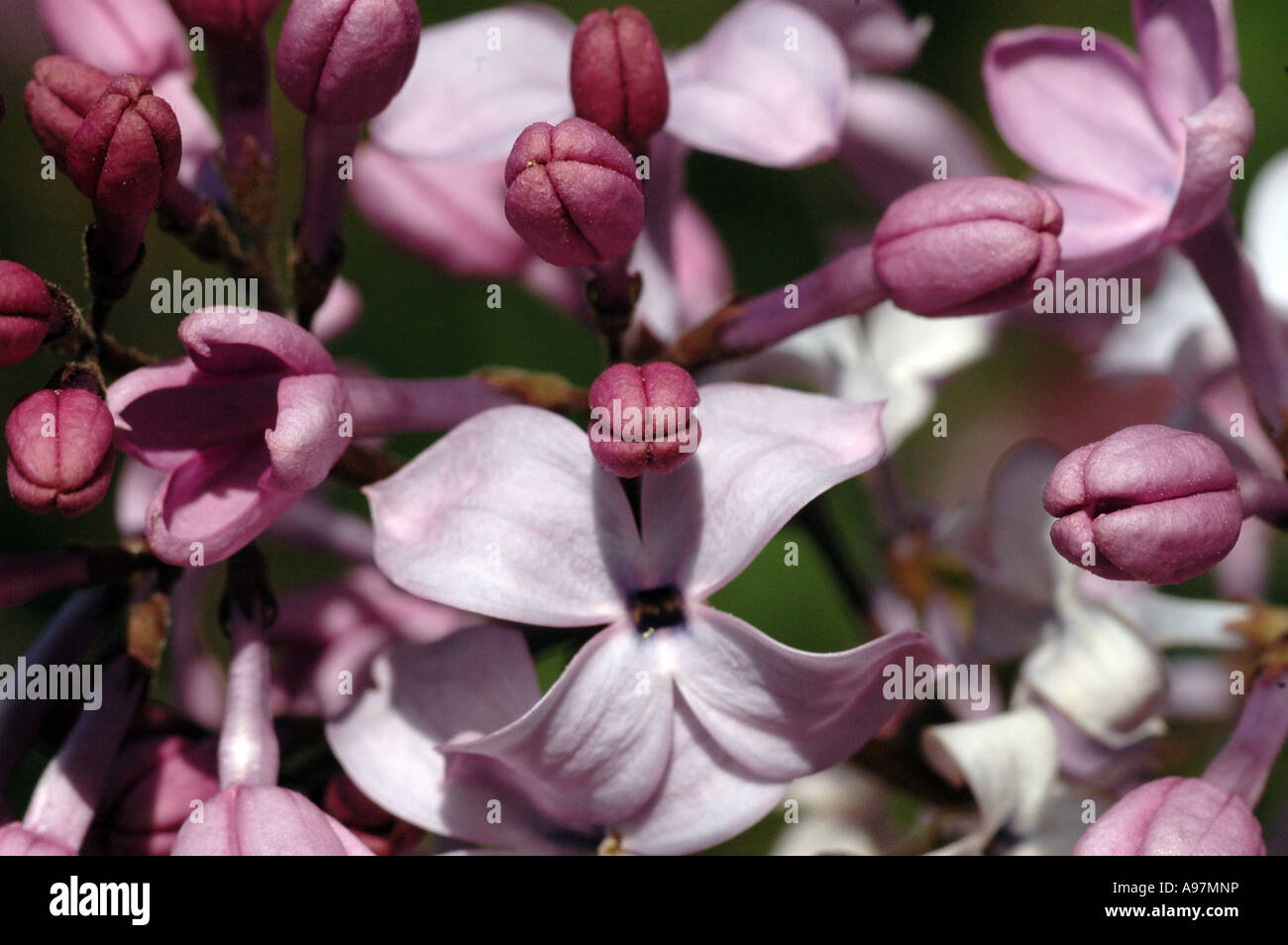 Common Lilac (Syringa vulgaris) var. Mirabeau Stock Photo - Alamy Common Lilac (Syringa vulgaris) var. Mirabeau Stock Photo - Alamy