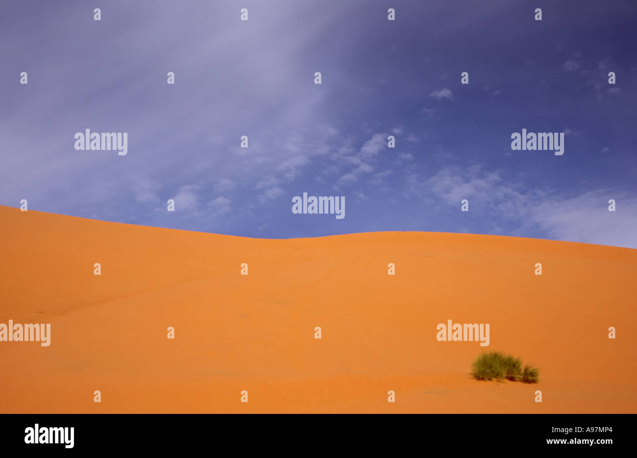 Plant clinging onto life in the Saharan Desert, Morocco, Africa Stock ...