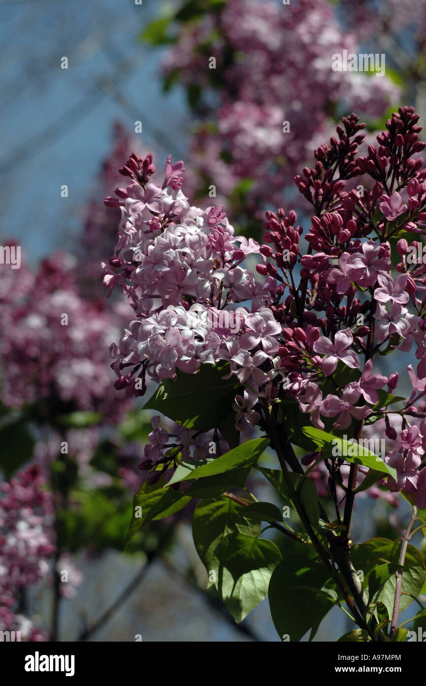 Blooming common lilac flowering shrub blue sky flower hi-res stock ...