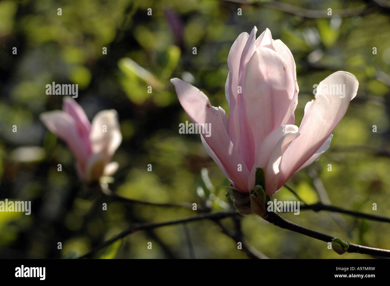 Magnolia kobus george henry kern hi-res stock photography and images ...