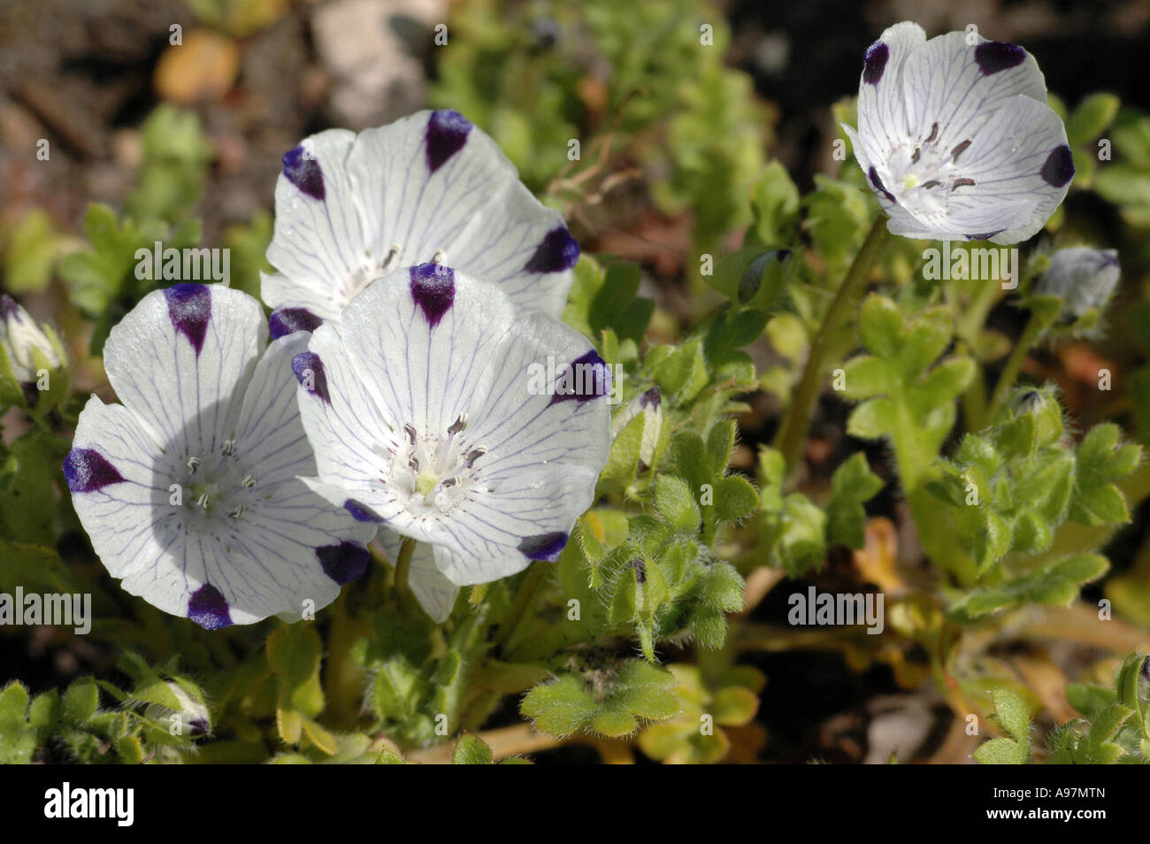 Five Spot Nemophila maculata flowers also called Baby Blue Eyes Stock ...
