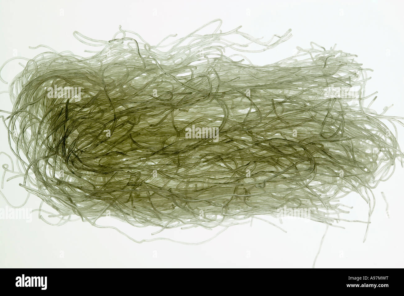 Bean Threads Chinese Noodles FoodCollection Stock Photo - Alamy