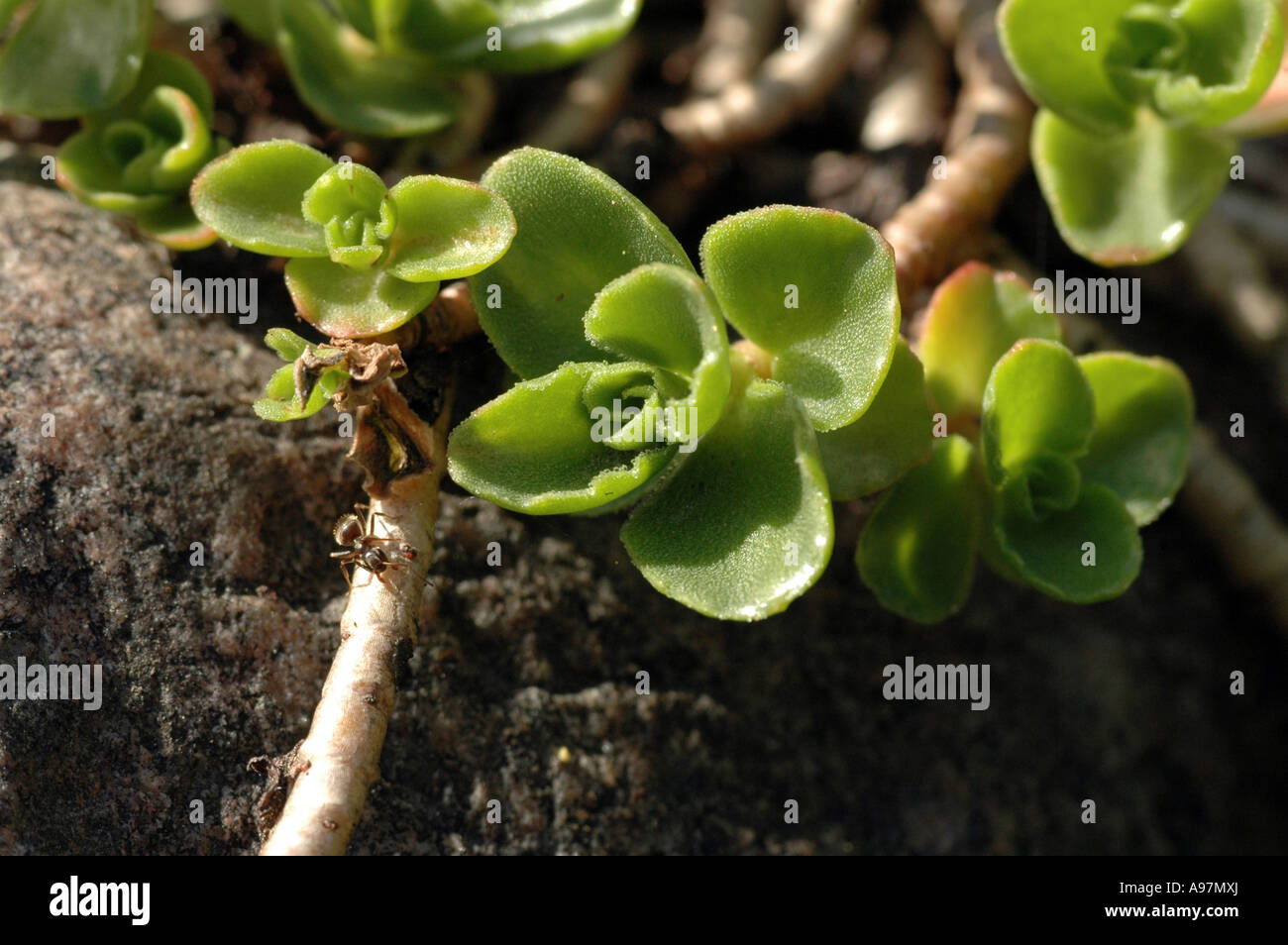 Dragon's Blood Sedum (Sedum spurium) also called Two-row Stonecrop ...