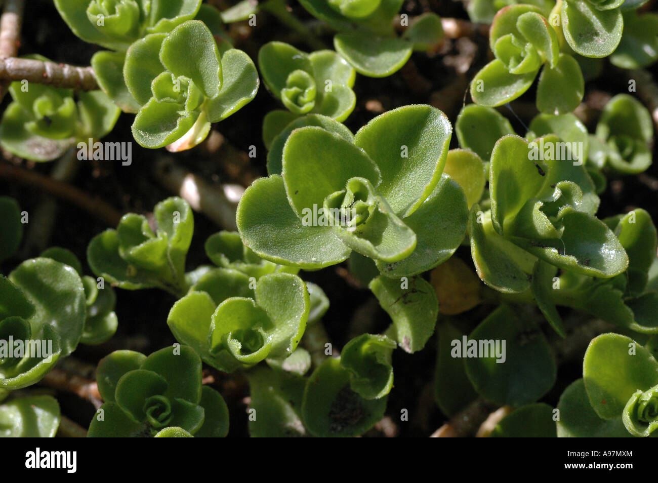 Dragon's Blood Sedum (Sedum spurium) also called Two-row Stonecrop ...