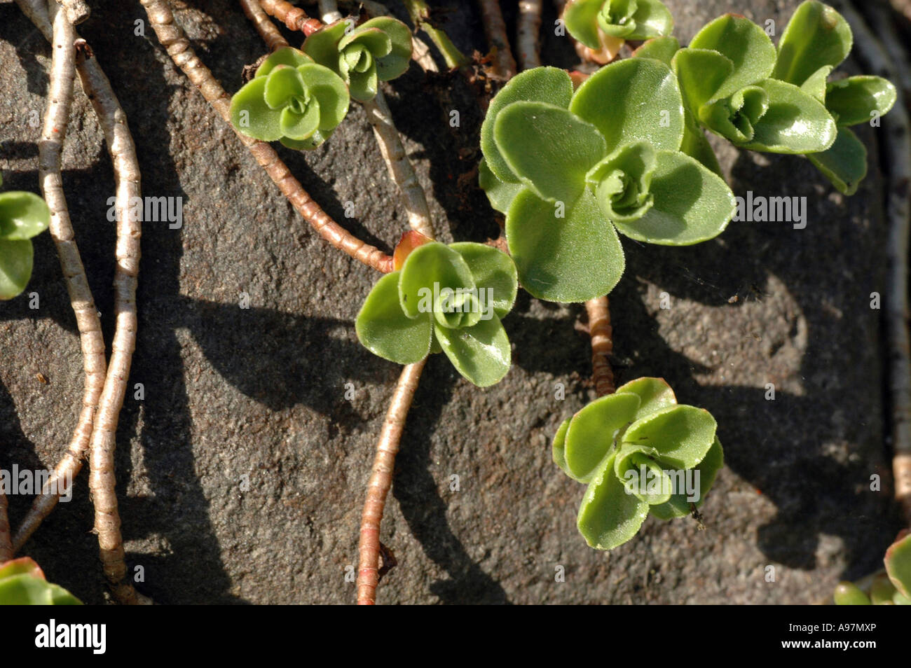 Dragon's Blood Sedum (Sedum spurium) also called Two-row Stonecrop ...