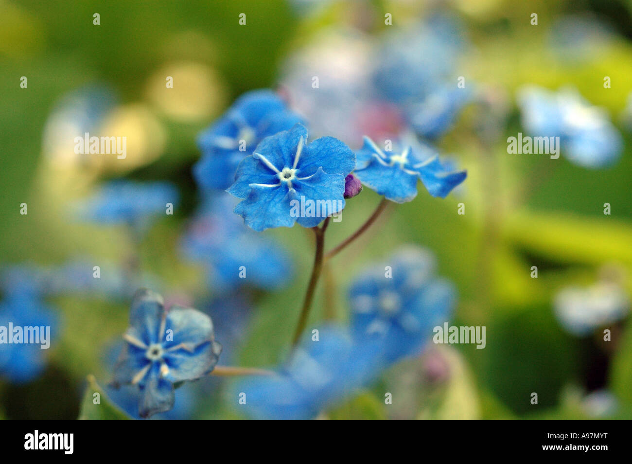 Blue-Eyed Mary (Omphalodes verna) also called Creeping Forget-Me-Not ...