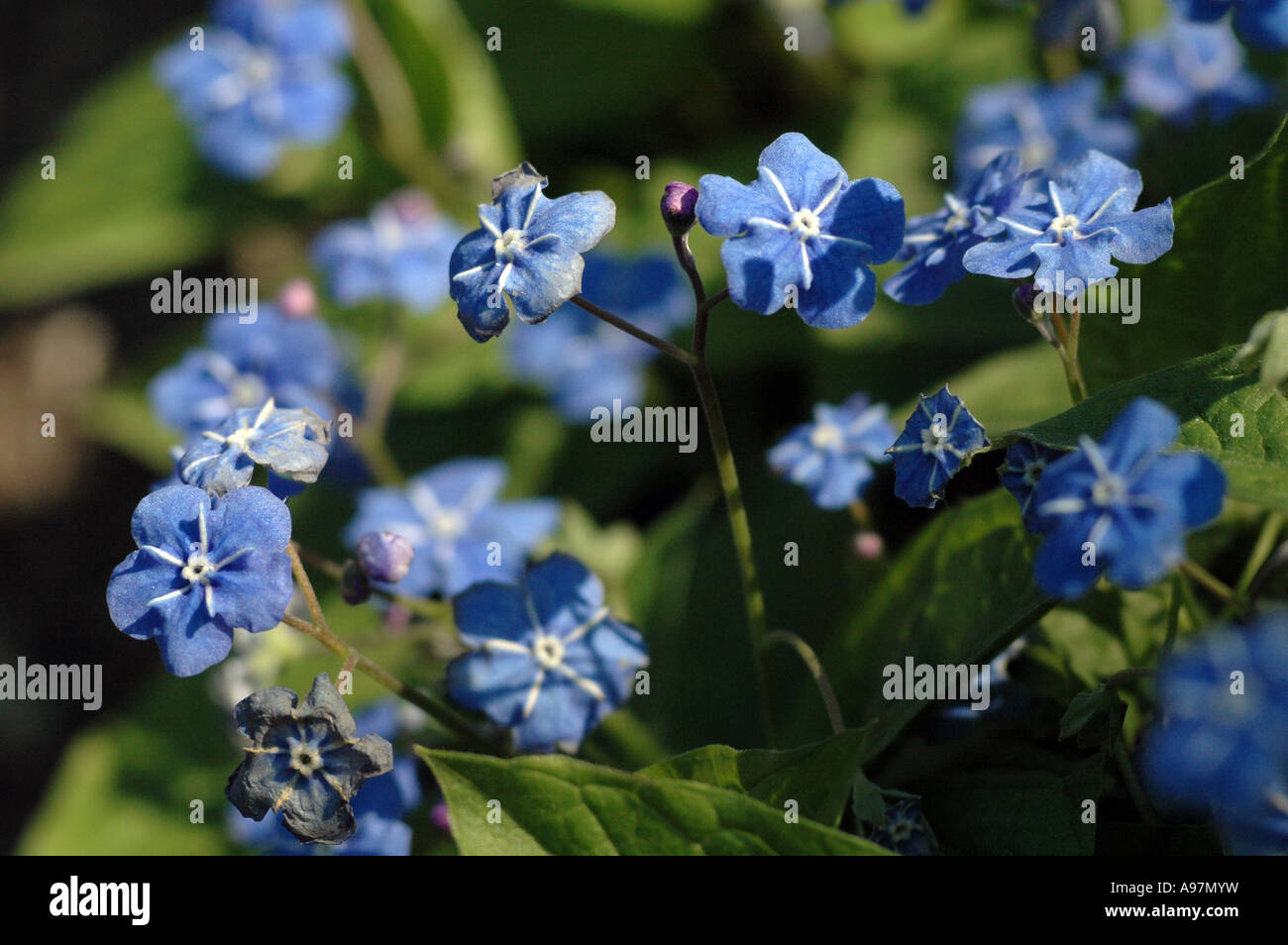 Blue-Eyed Mary (Omphalodes verna) also called Creeping Forget-Me-Not ...