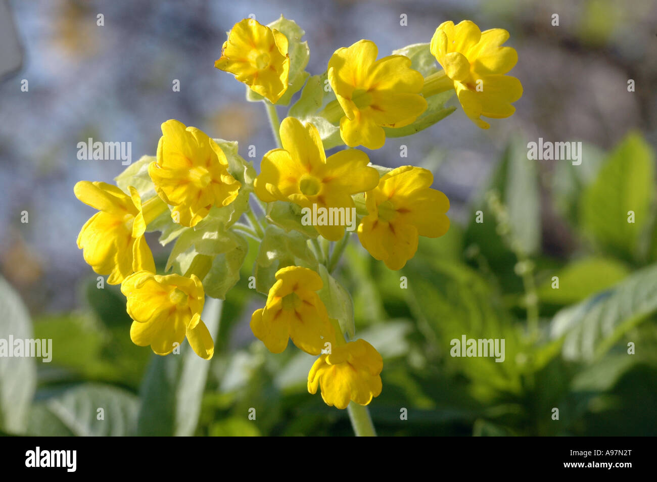Cowslip Primula veris (syn. Primula officinalis) flowers Stock Photo ...