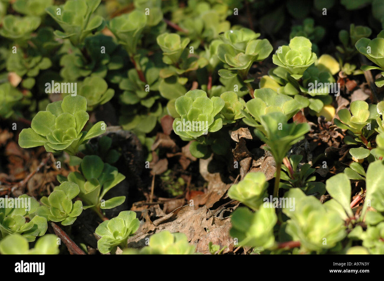 Spatulate leaves hi-res stock photography and images - Alamy