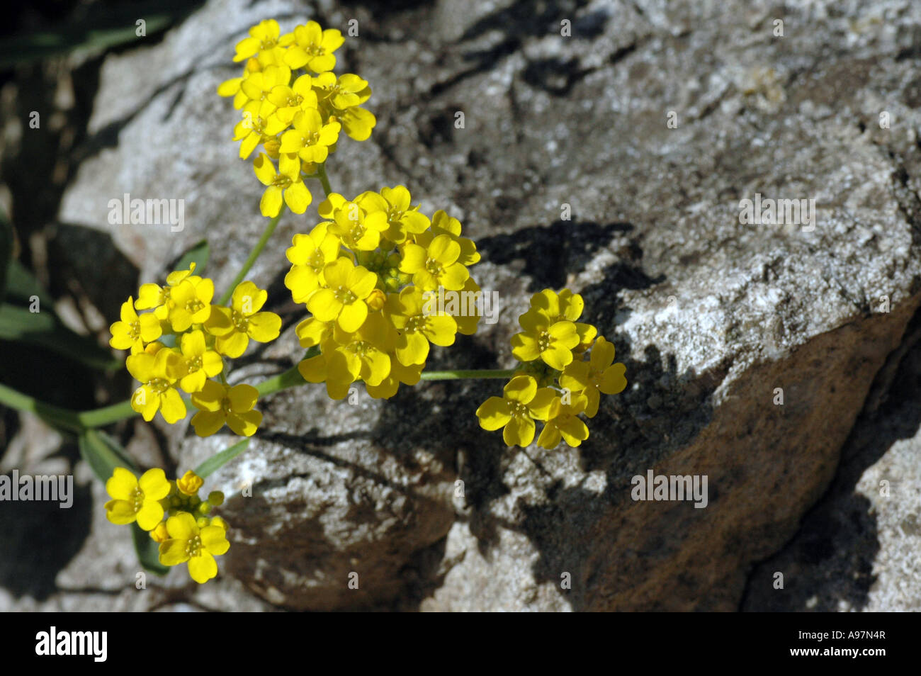 Basket of Gold (Alyssum saxatile, Aurinia saxatilis) also called ...
