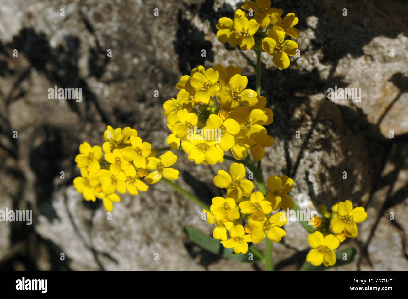 Alyssum saxatile goldkugel hi-res stock photography and images - Alamy