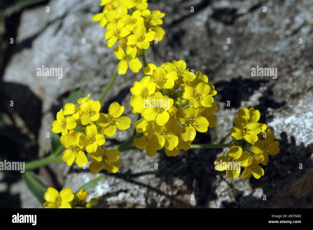 Basket of Gold (Alyssum saxatile, Aurinia saxatilis) also called ...