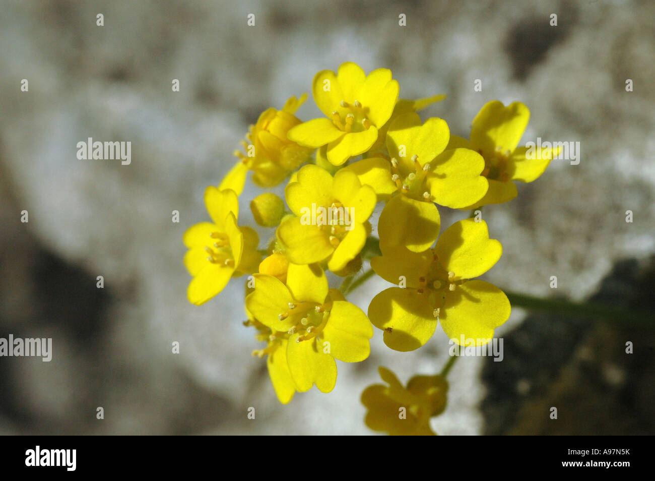 Basket of Gold (Alyssum saxatile, Aurinia saxatilis) also called ...