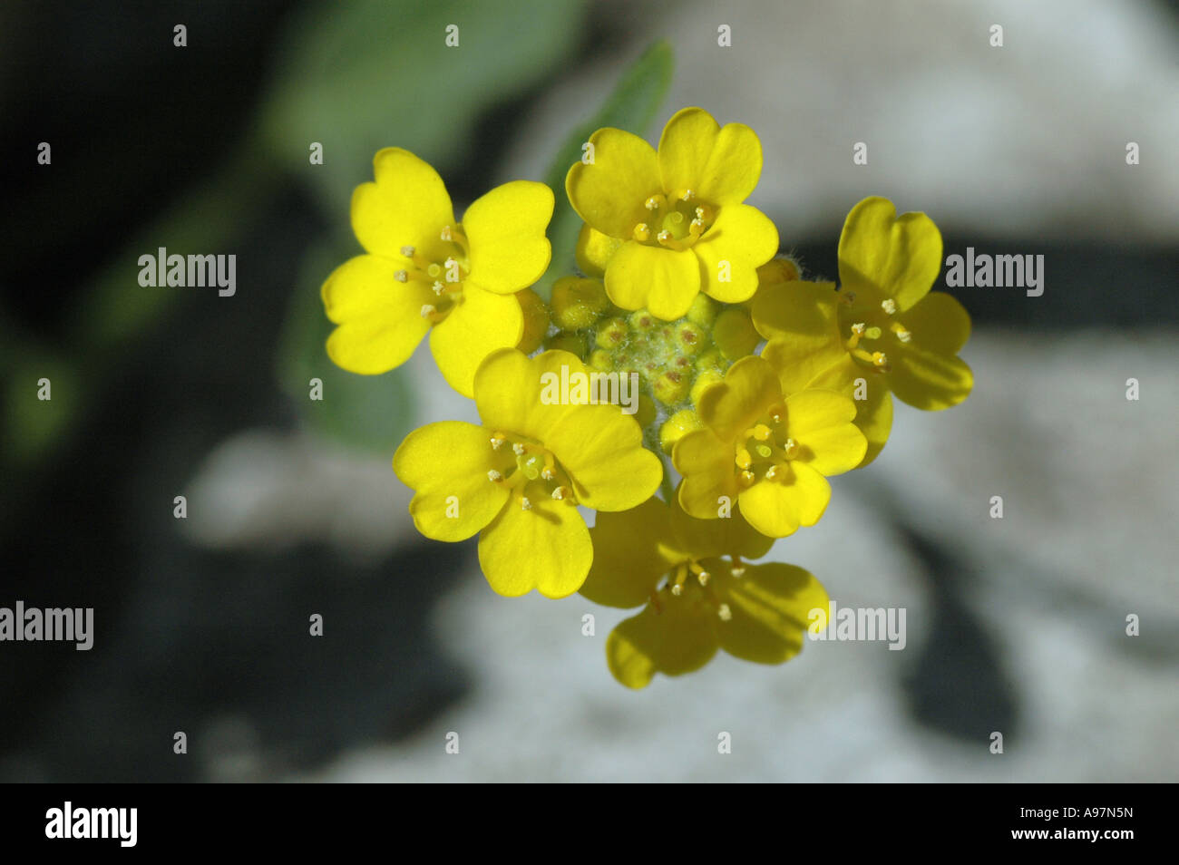 Golden queen alyssum saxatile hi-res stock photography and images - Alamy
