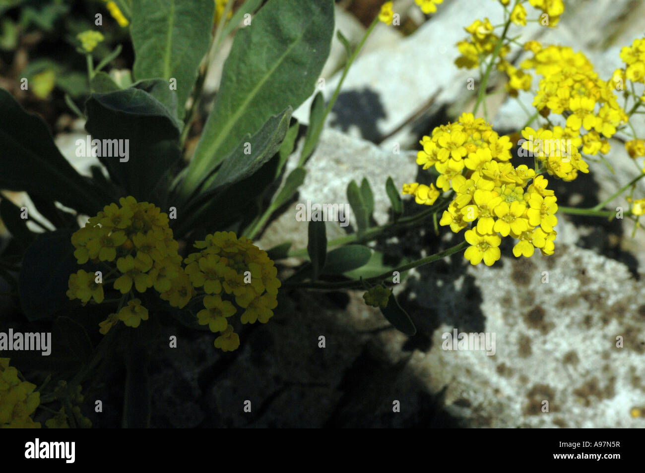Basket of Gold (Alyssum saxatile, Aurinia saxatilis) also called ...
