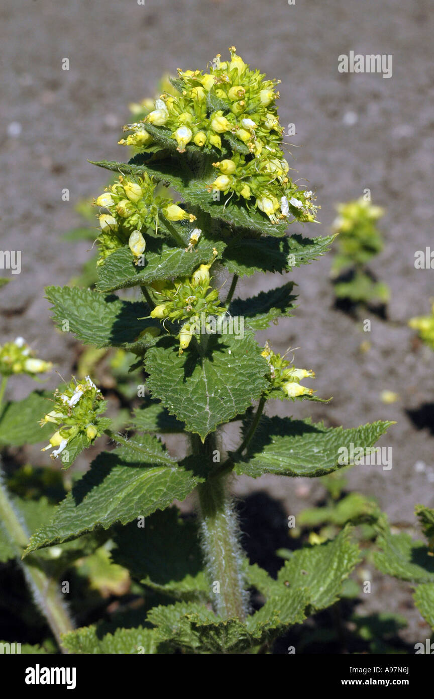 Scrophularia chrysantha flower hi-res stock photography and images - Alamy