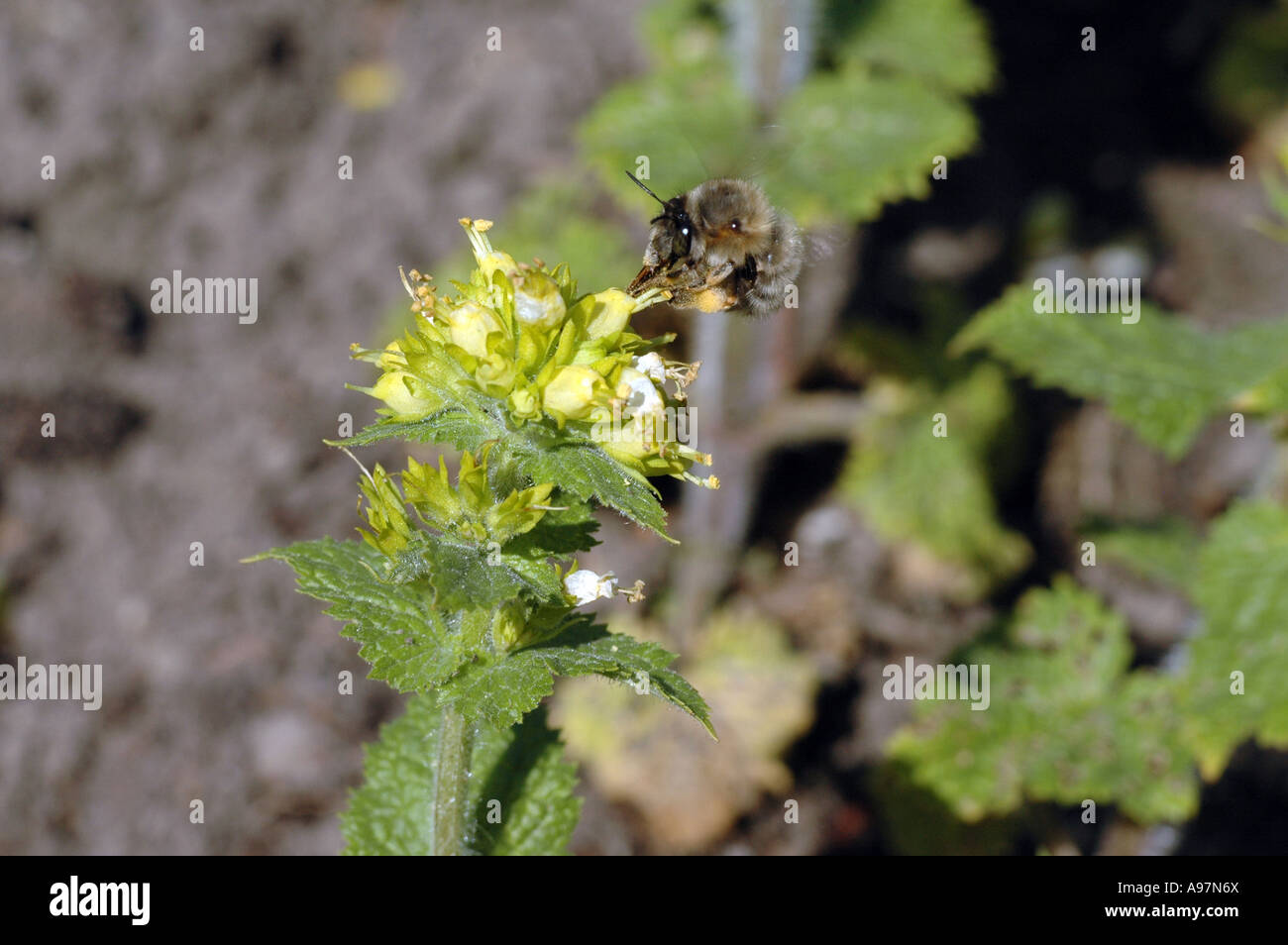 Scrophularia chrysantha flower hi-res stock photography and images - Alamy