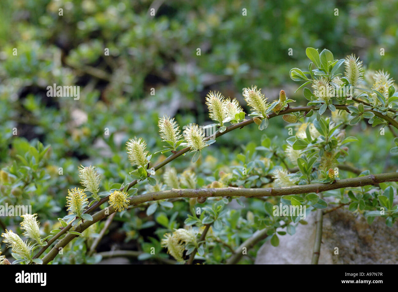Salix alpina (Alpine willow Stock Photo - Alamy