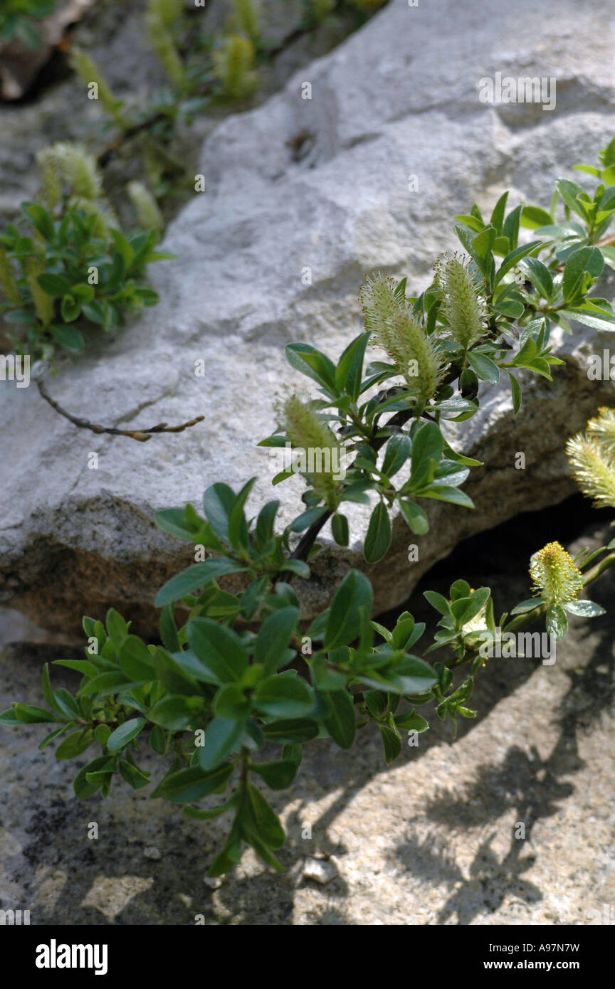 Salix alpina (Alpine willow Stock Photo - Alamy
