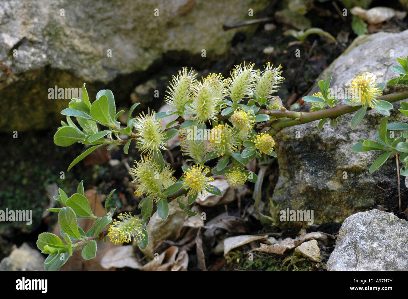 Salix alpina (Alpine willow Stock Photo - Alamy