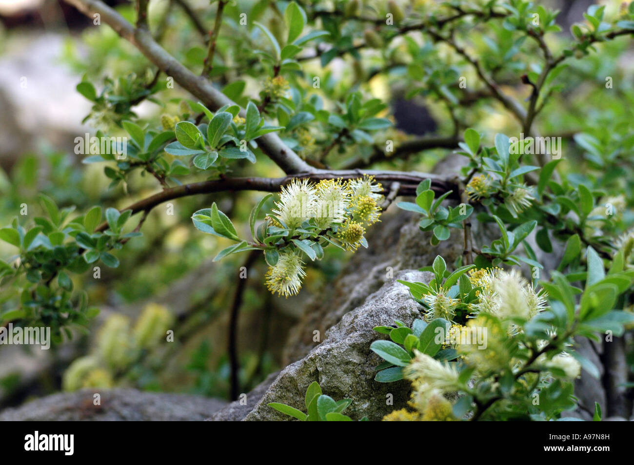 Salix alpina (Alpine willow Stock Photo - Alamy