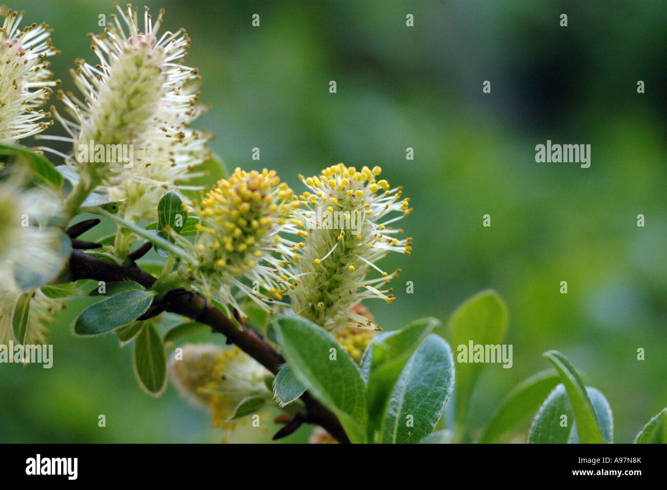 Salix alpina (Alpine willow Stock Photo - Alamy