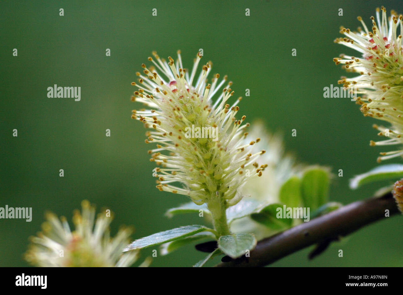 Salix alpina (Alpine willow Stock Photo - Alamy
