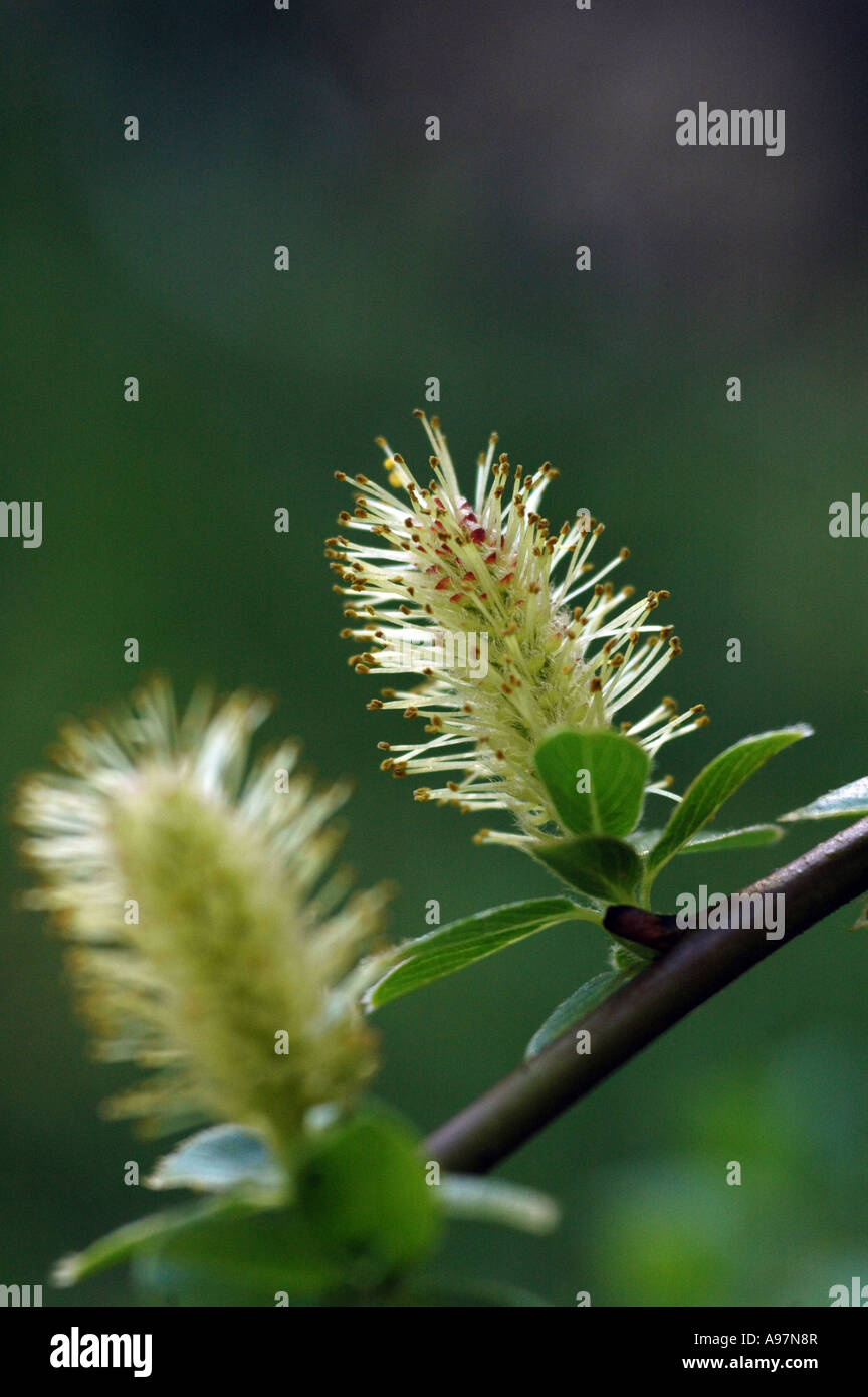 Salix alpina (Alpine willow Stock Photo - Alamy