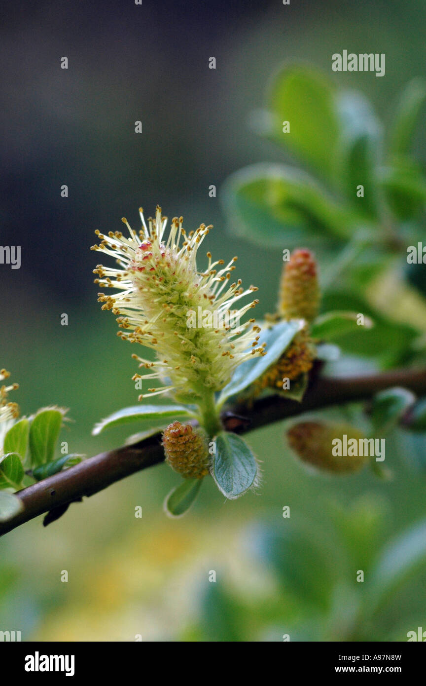 Salix alpina (Alpine willow Stock Photo - Alamy