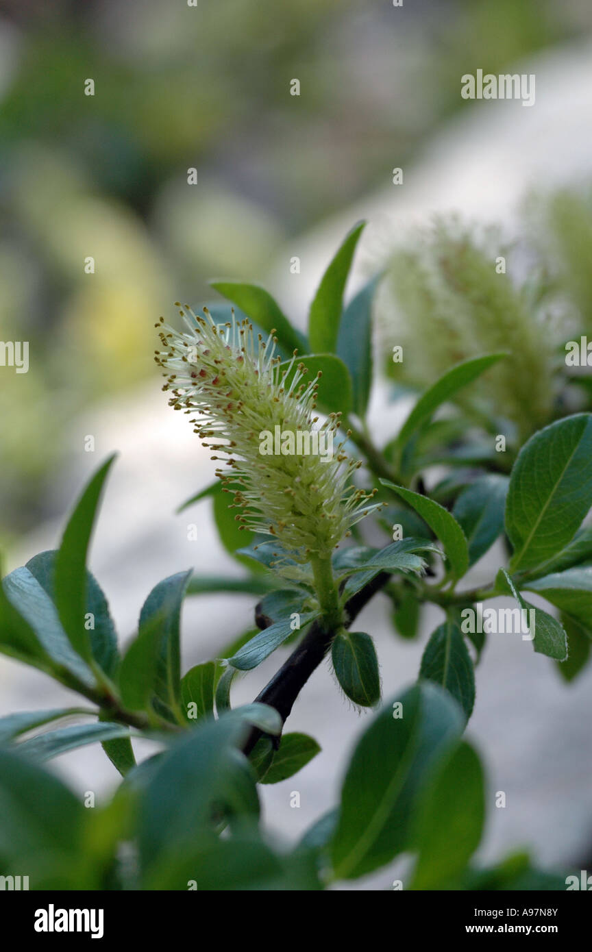 Salix alpina (Alpine willow Stock Photo - Alamy