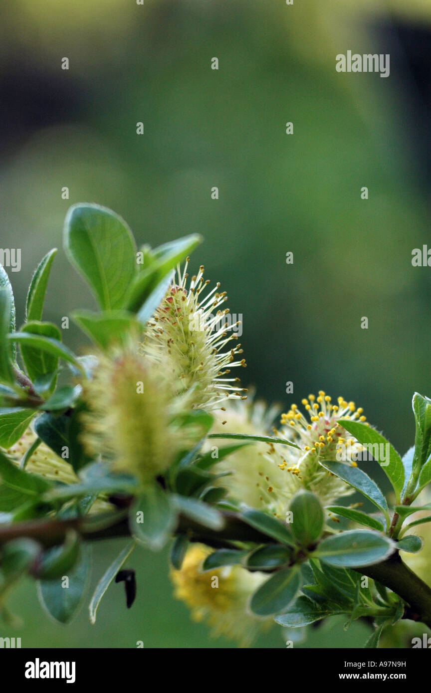 Salix alpina (Alpine willow Stock Photo - Alamy