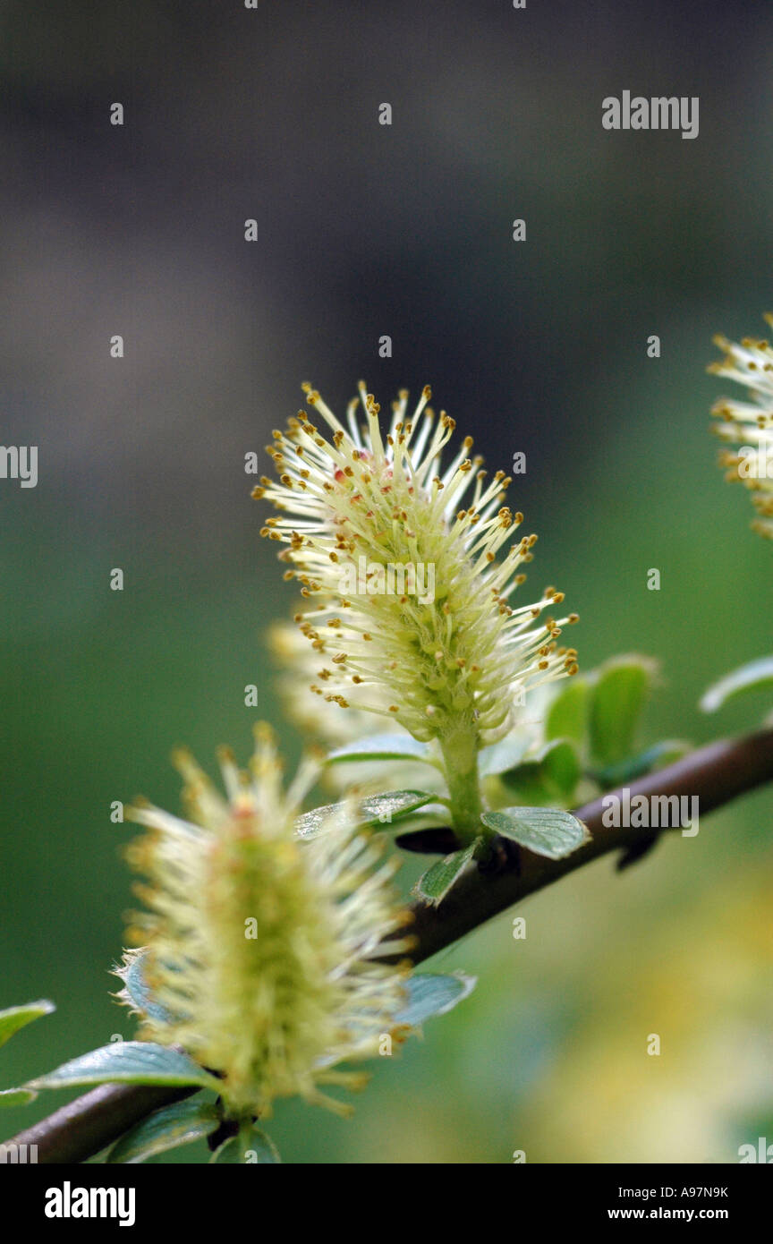 Salix alpina (Alpine willow Stock Photo - Alamy