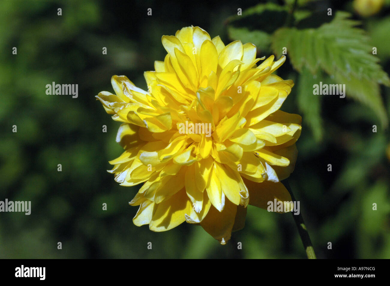 Japanese keria hi-res stock photography and images - Alamy
