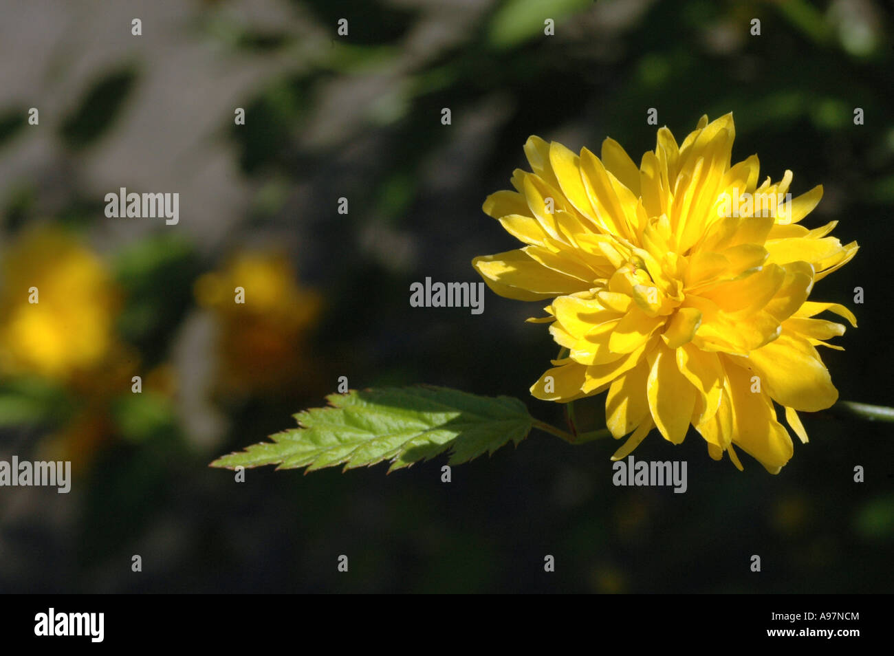 Japanese keria hi-res stock photography and images - Alamy