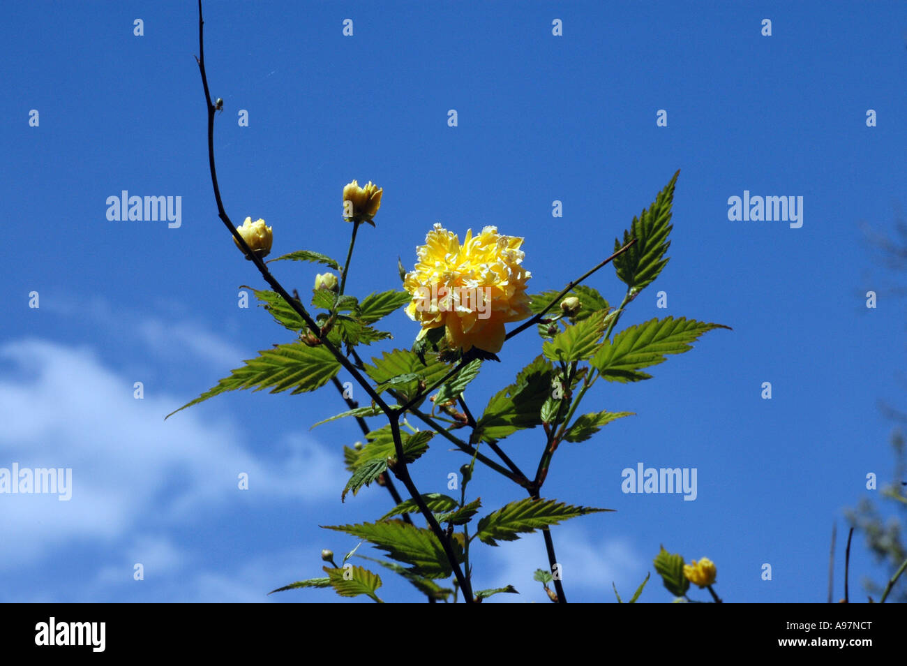 Japanese keria hi-res stock photography and images - Alamy