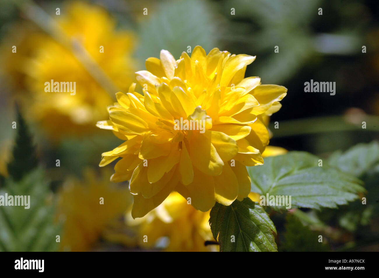Keria hi-res stock photography and images - Alamy