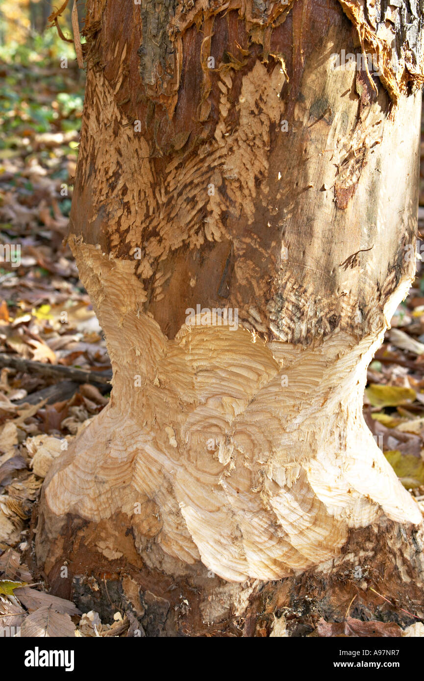 ILLINOIS Wright Woods Forest Preserve Beaver tooth marks evident on ...