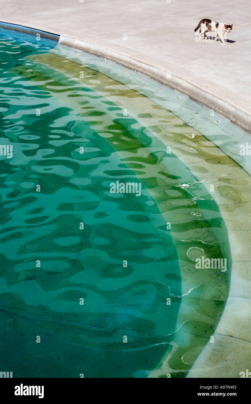 Nonchalant cat hi-res stock photography and images - Alamy