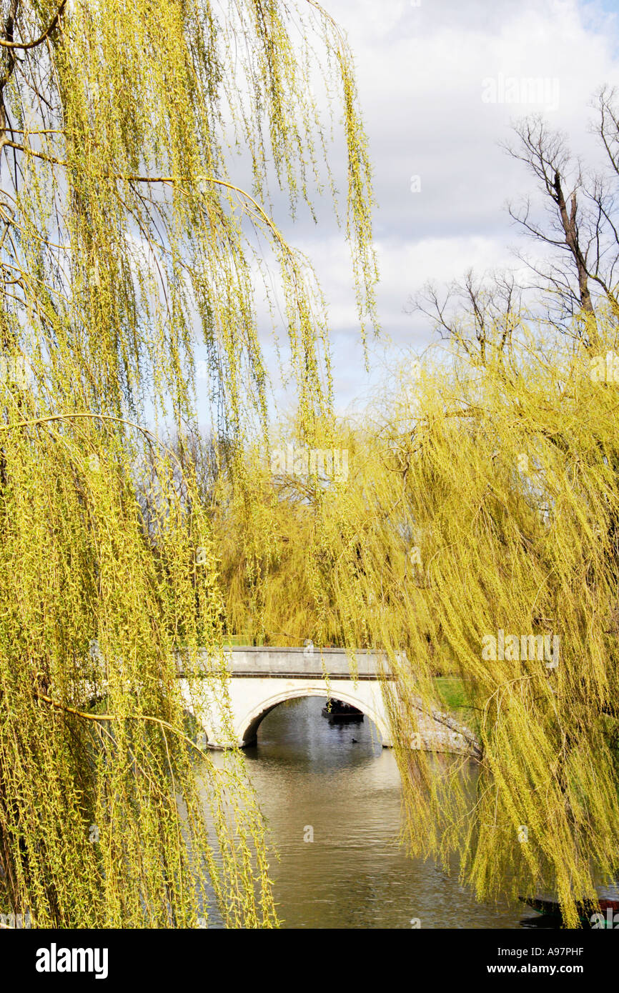 Trinity bridge Cambridge through Willow trees Stock Photo - Alamy