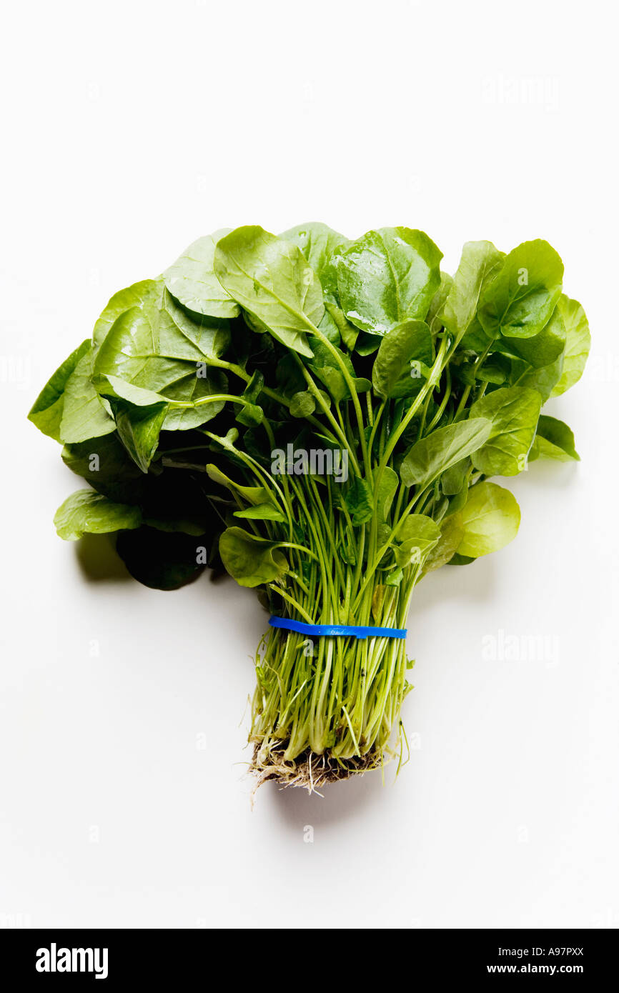 A bunch of spinach FoodCollection Stock Photo - Alamy