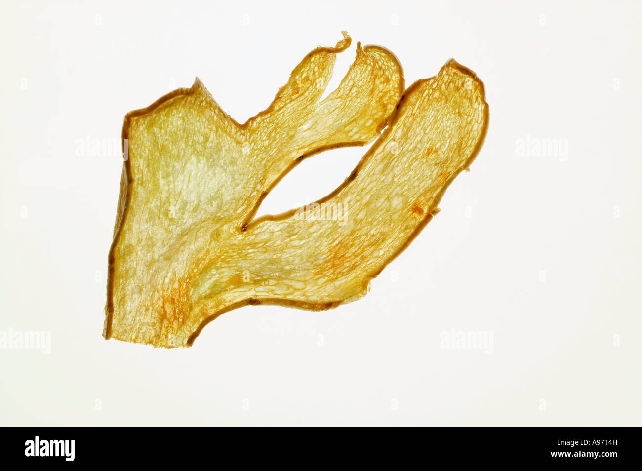 Deep fried ginger slices backlit FoodCollection Stock Photo - Alamy
