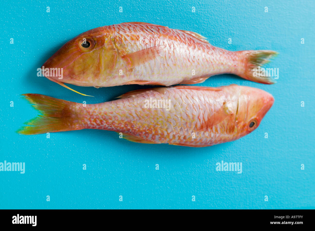 Two red mullet on blue background FoodCollection Stock Photo - Alamy